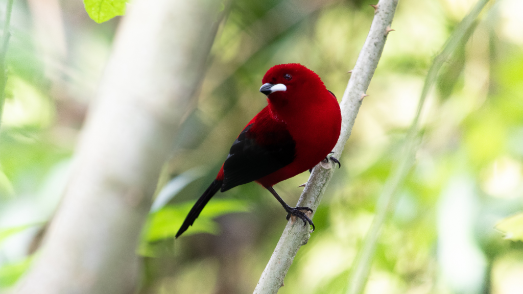 You Will Fly Again - Entrusted Hope Ministries